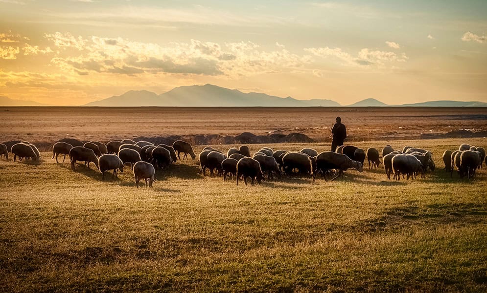 Shepherding Your Family’s Learning Journey - Choose Education ...